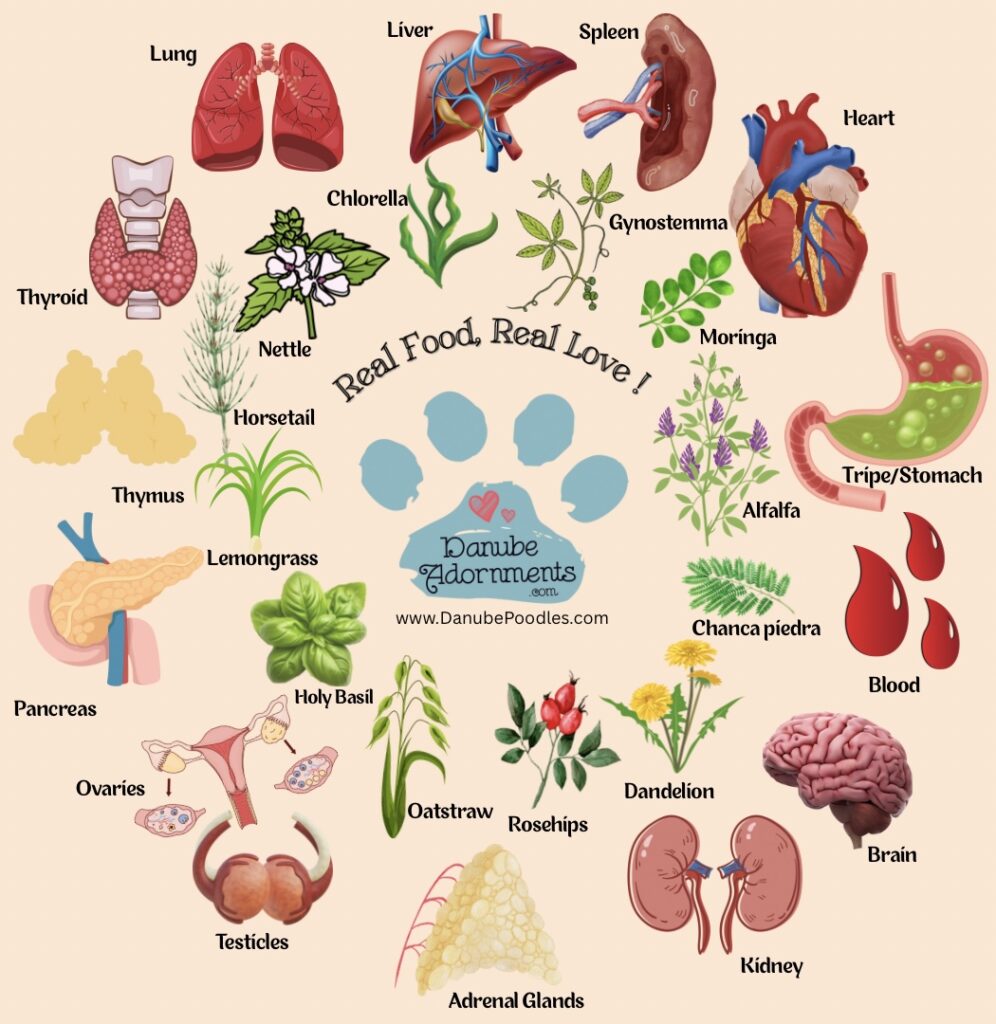 Top Mineral Deficiencies in Dogs – and How to Correct Them Naturally ...